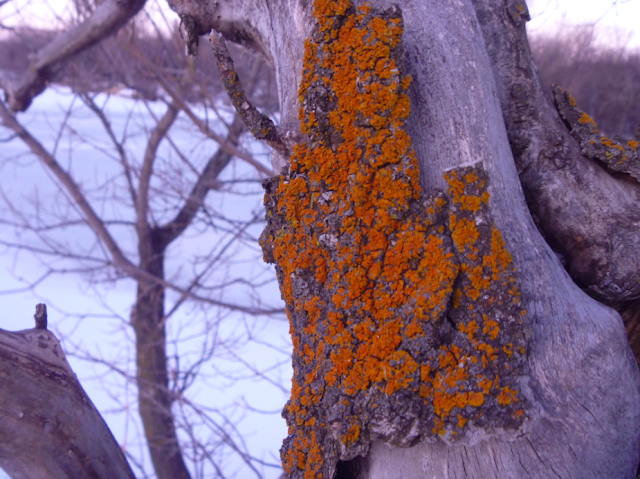bee-york: a smidgeon is fine, naturally occurring neon orange fine