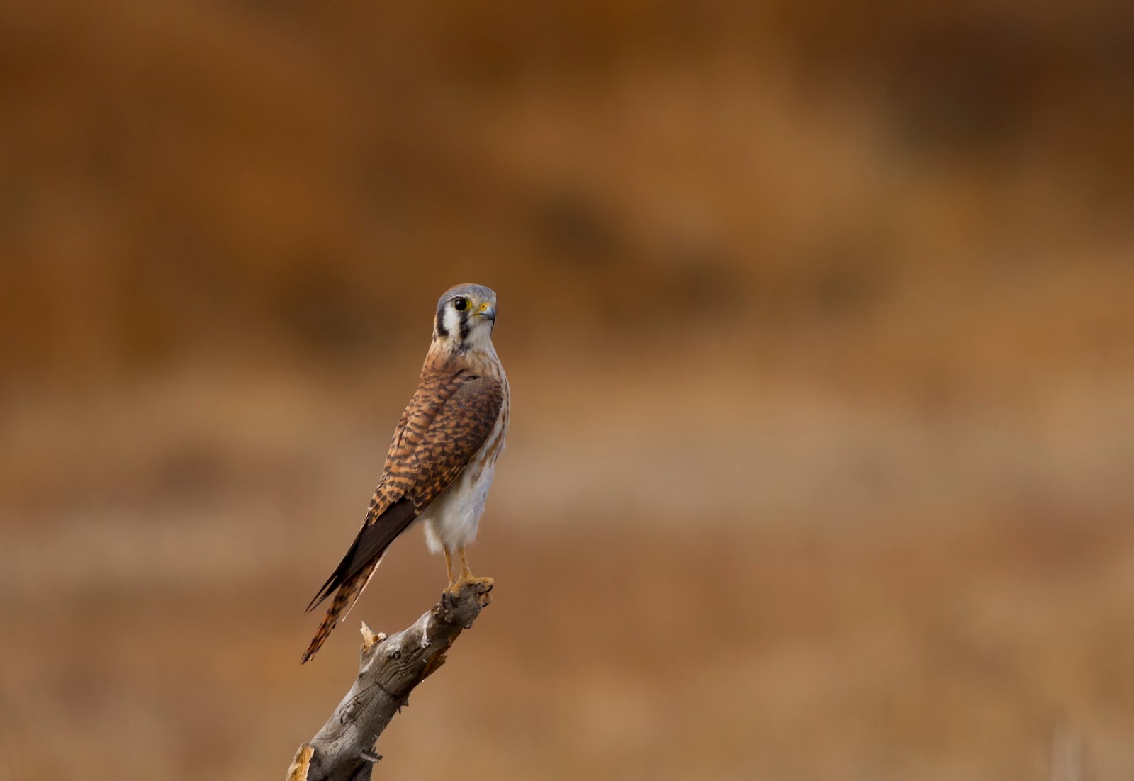 Photography by Dennis E W smalldreamsme@msn.com: Kestrels & Hawks