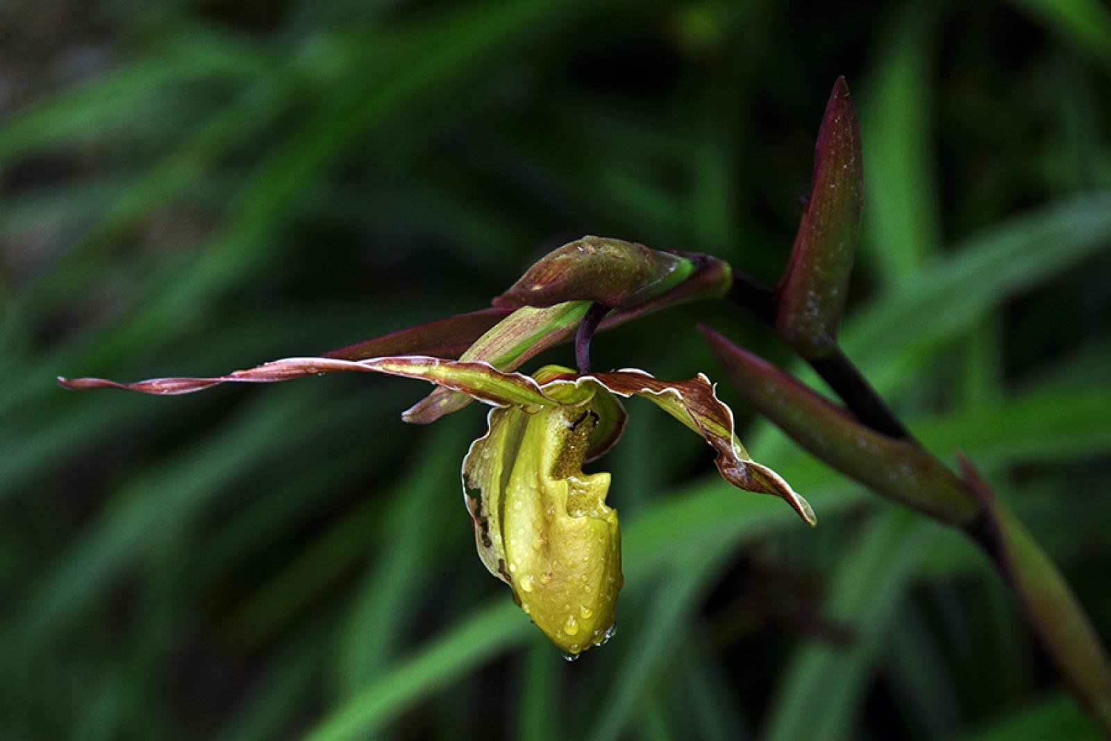 Phragmipedium lindenii care and culture | Travaldo's blog