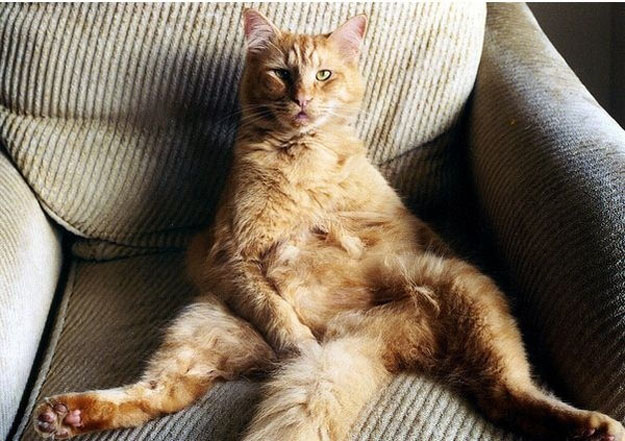 30 animals sitting like humans (30 pics) | Amazing Creatures