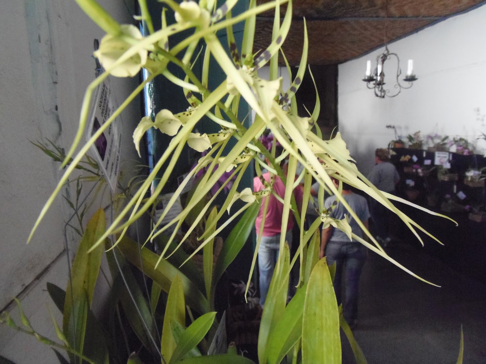 orquideas do mundo: Brassia rex