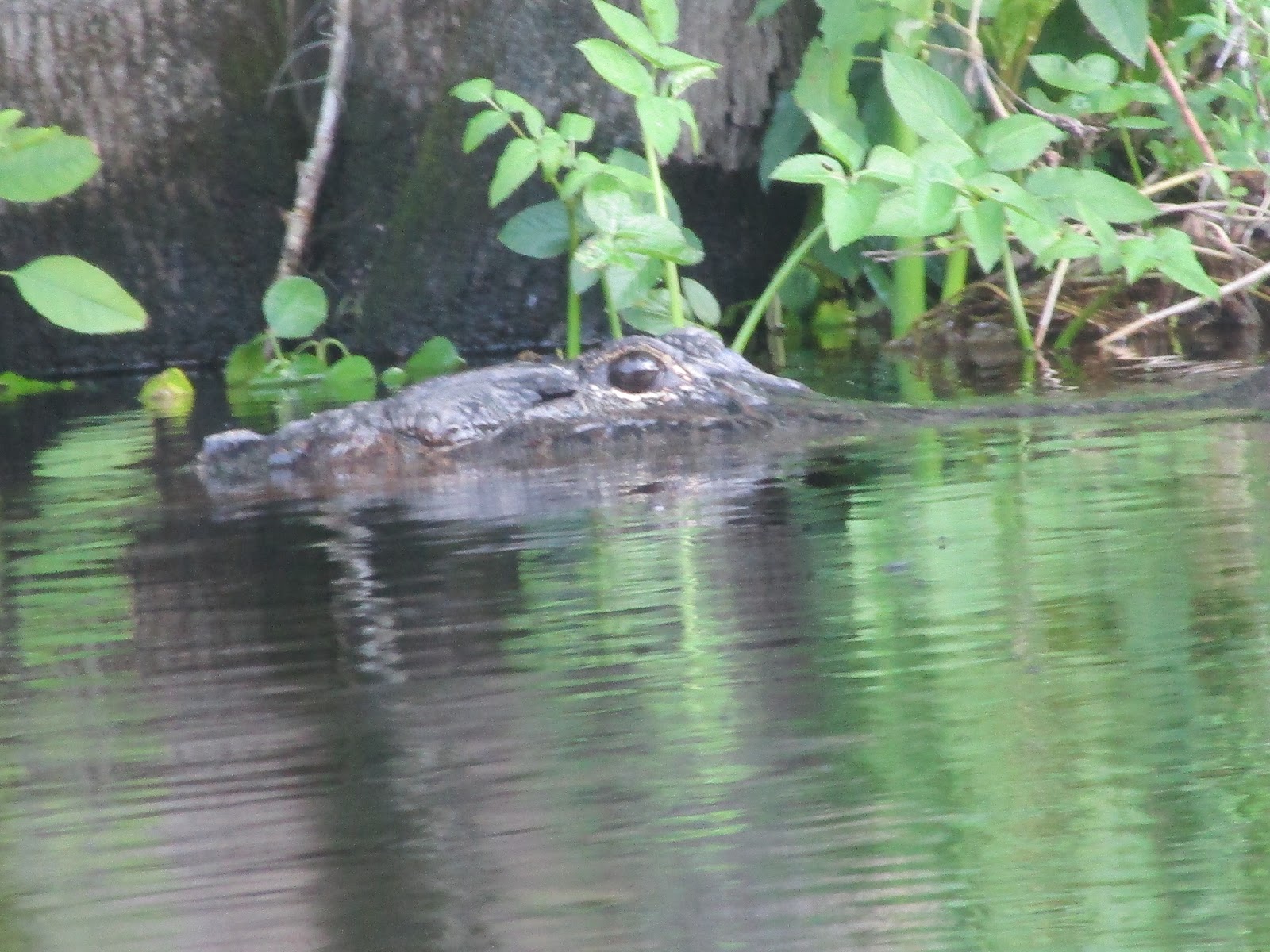 Dave's Yak Tales: Wekiva River