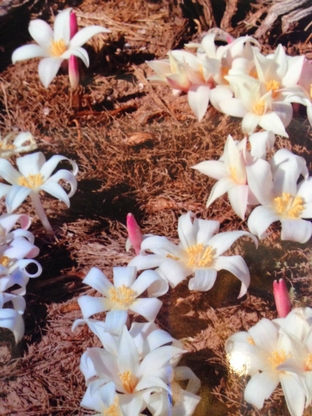 Journey to meet kukumakranka - Grace + Merci