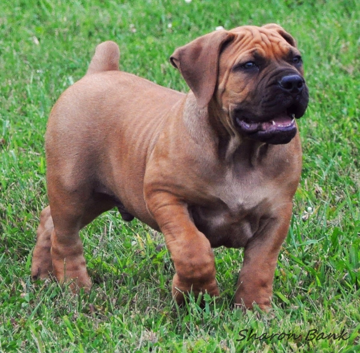 Boerboel Farm Dogs: Introducing Quo Vadis Barracuda (aka Jaf), 9 weeks old