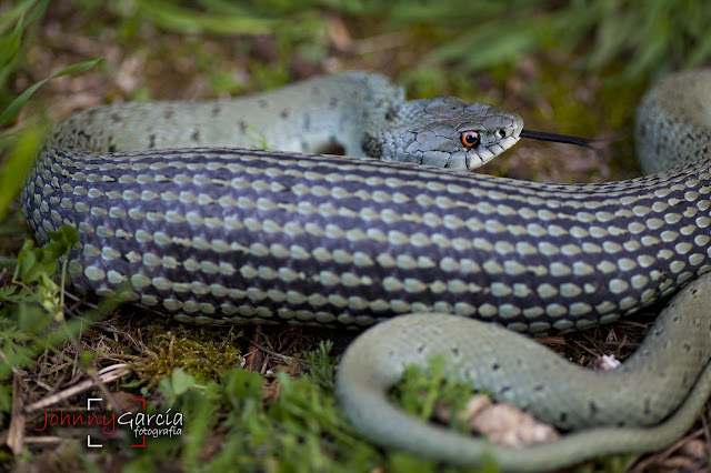 Blog personal de Johnny García | fotografía: Culebra, snake