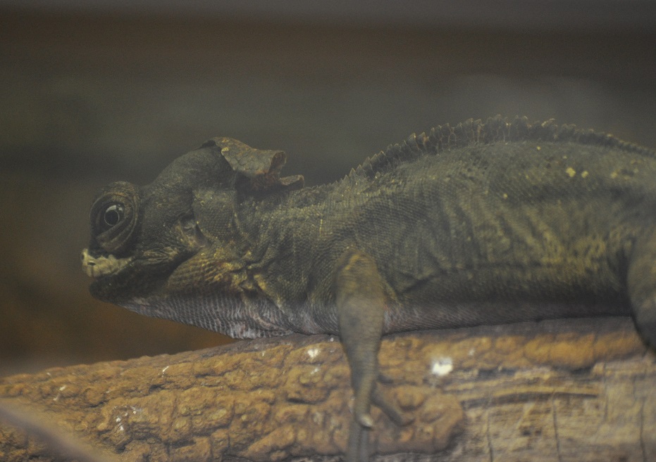 ZOOTOGRAFIANDO (6.100 ANIMALS): BASILISCO MARRÓN (Basiliscus vittatus)