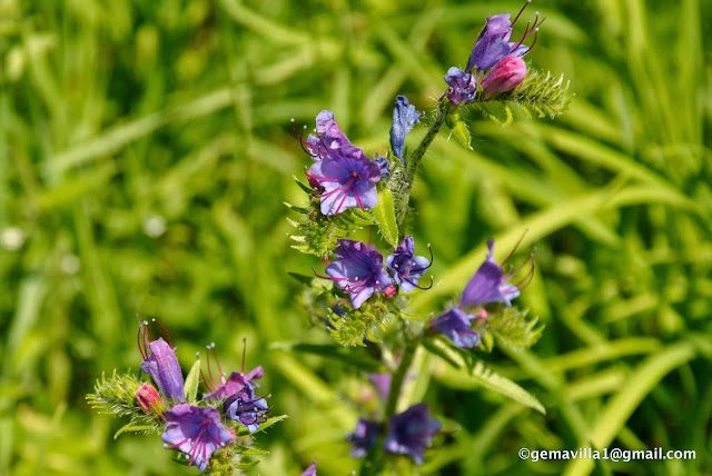 VIBORERA – Echium vulgare