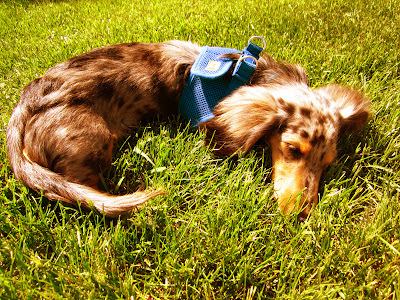 ChirpinBirdie: Adventures of the Traveling Wiener