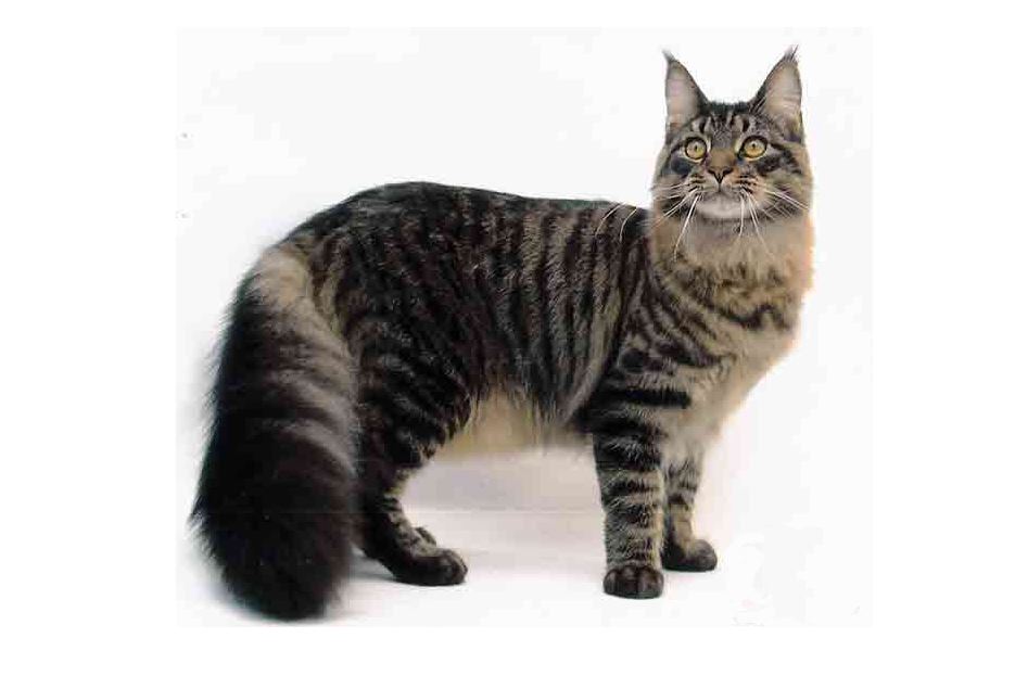Maine Coon Carácter y Rasgos - Tipos Gatos Maine Coon Carácter y Rasgos - Tipos Gatos