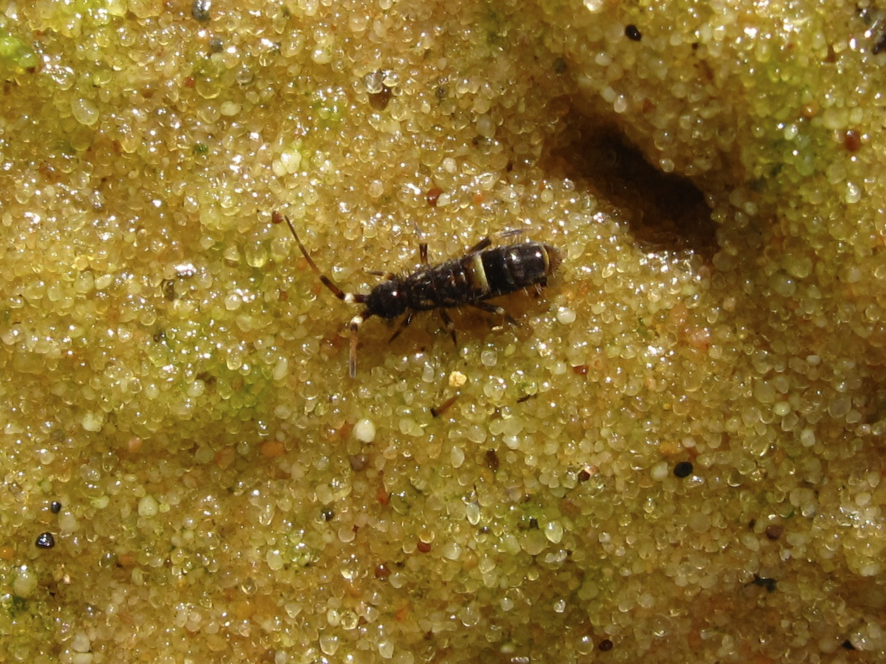 BugBlog: A little collection of litter springtails