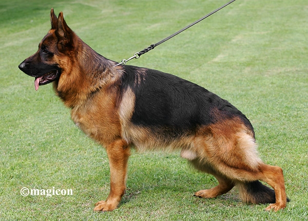 sacasilla IBIZA: Genealogía de Rene-Milka