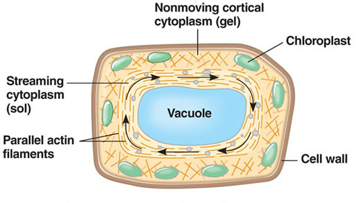 Pengertian Vakuola dan Fungsinya - Geograph88