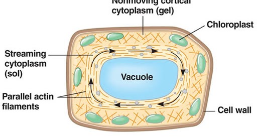 Pengertian Vakuola dan Fungsinya - Biologizone
