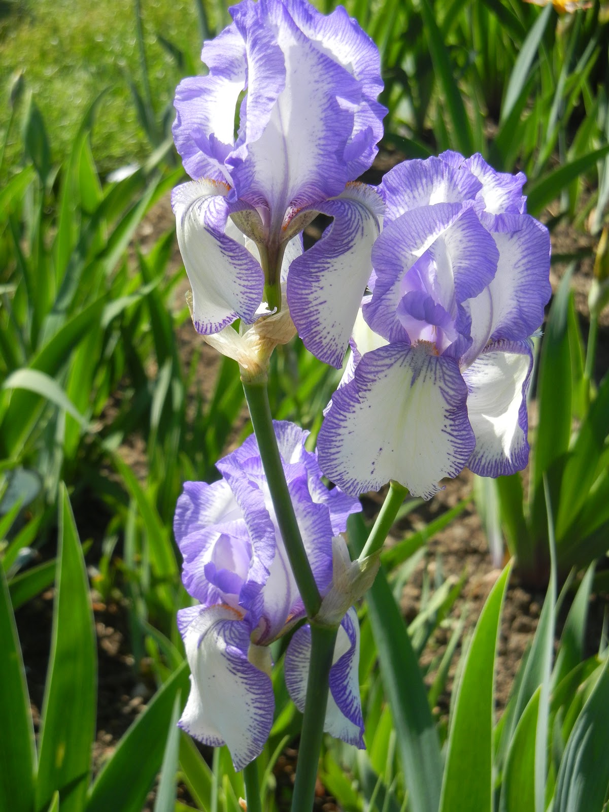 Quilts, Gravestones, and Elusive Ancestors: Heirloom Irises