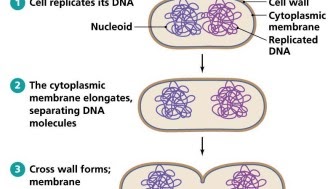 During Cell Division In Bacteria
