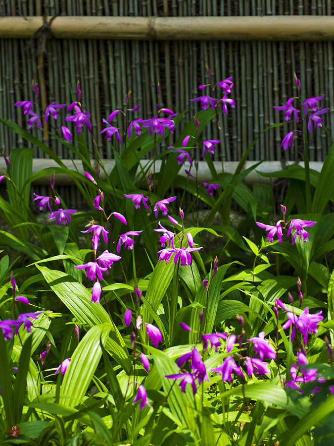 FROM THE GARDEN OF ZEN: Shiran (Bletilla striata) flowers in Tokei-ji