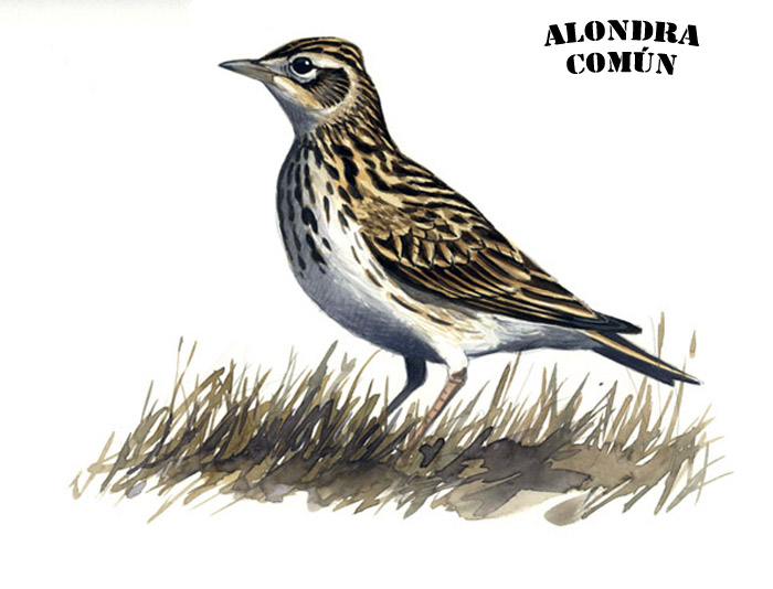 Alondra Común