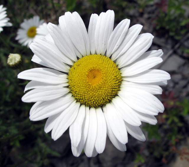 The Joyce Road Neighborhood: Wildflowers - Daisy