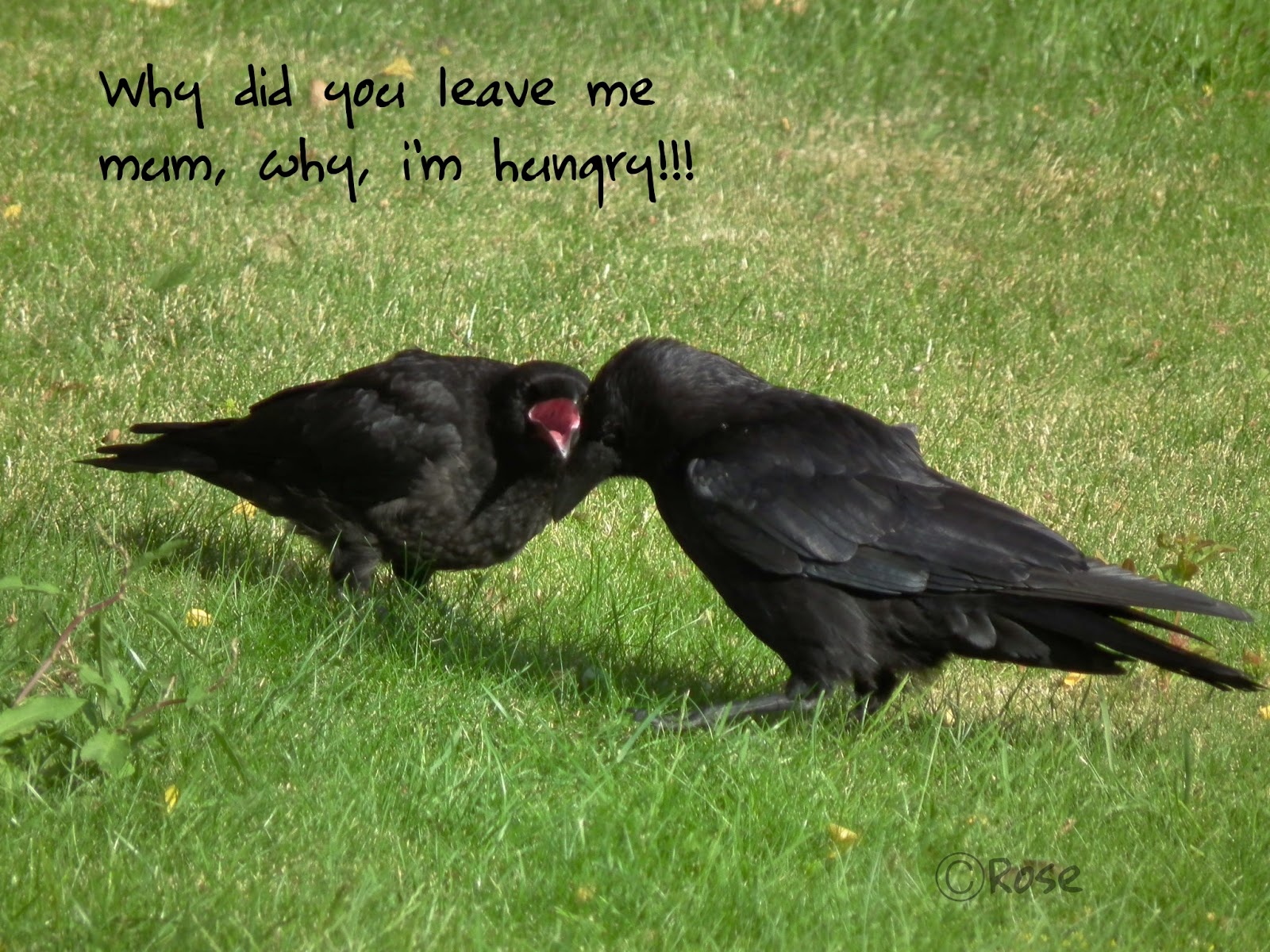 Shaggy Dog Tails: Ravenous Raven