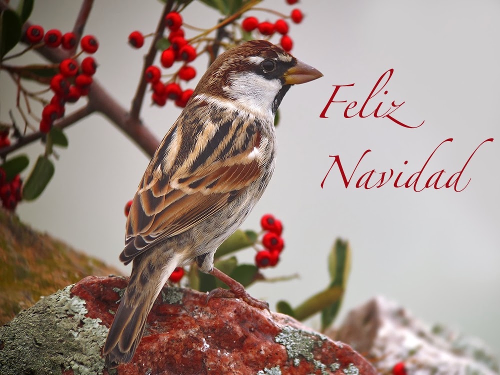 NATURANAFOTOS: FELIZ NAVIDAD.. MERRY CHRISTMAS