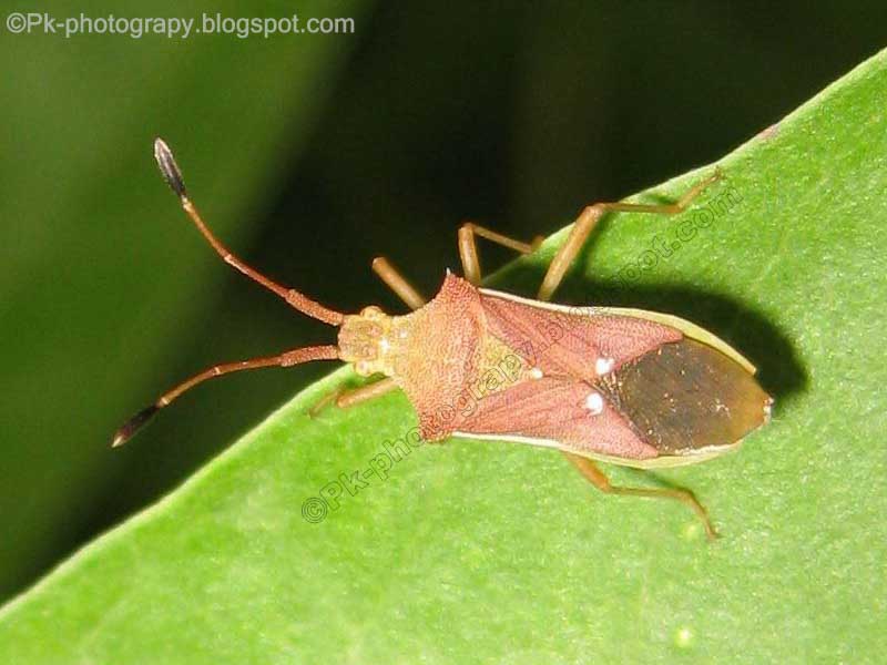 Cletus trigonus-Slender Rice Bug | Nature, Cultural, and Travel ...