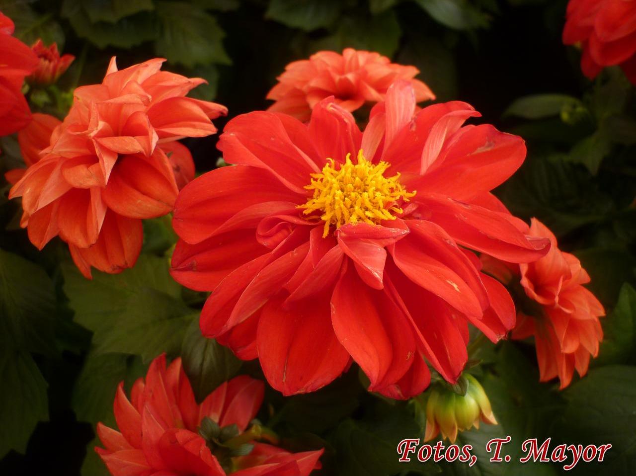 Flores y plantas silvestres: " Dahlia ". Dalia, Dalias cactus, Dalias ...