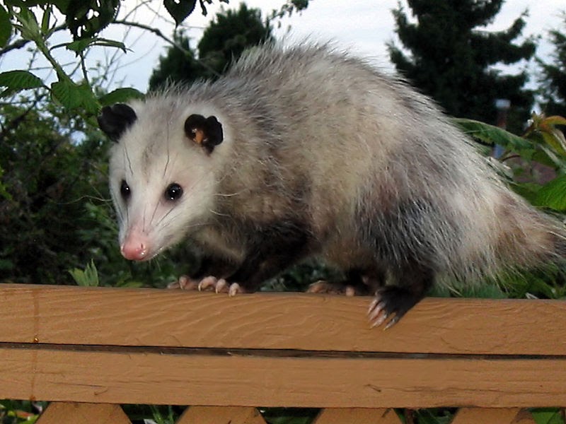Virginia Opossum