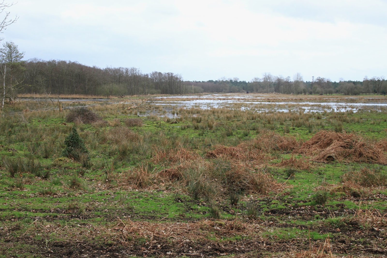 The Breckland Birder: Lynford Water, and Hockham Fen/Cranberry Rough ...
