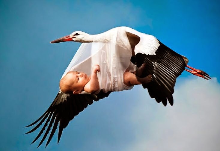 Salezjańskie Dziecko Boże: O bocianie, kapuście i Janku