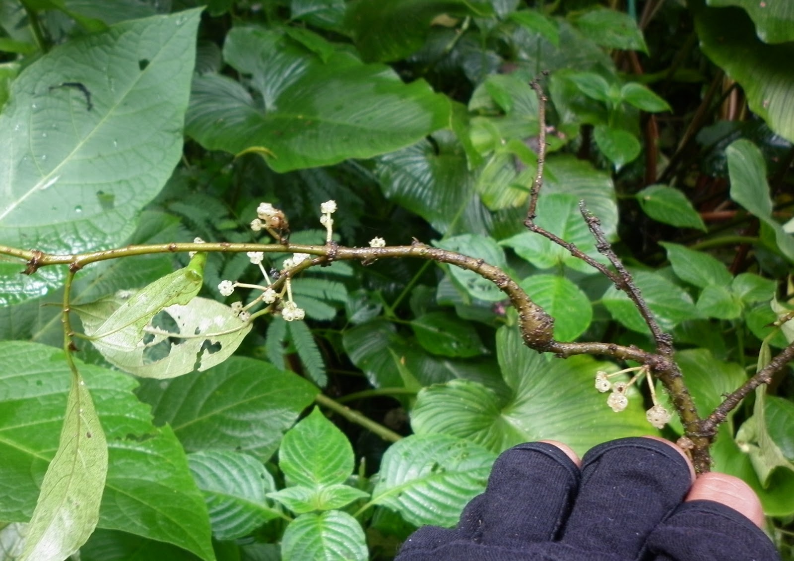 Nangsi ~ Prapatan SPS