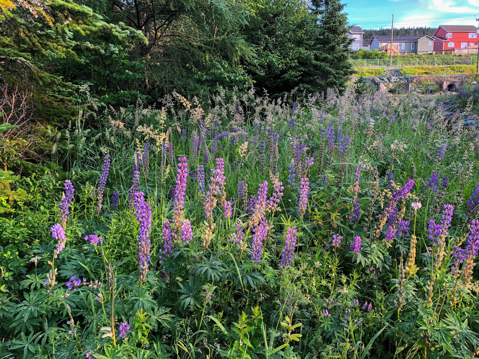 Nomadic Newfies: Good Morning, Newfoundland