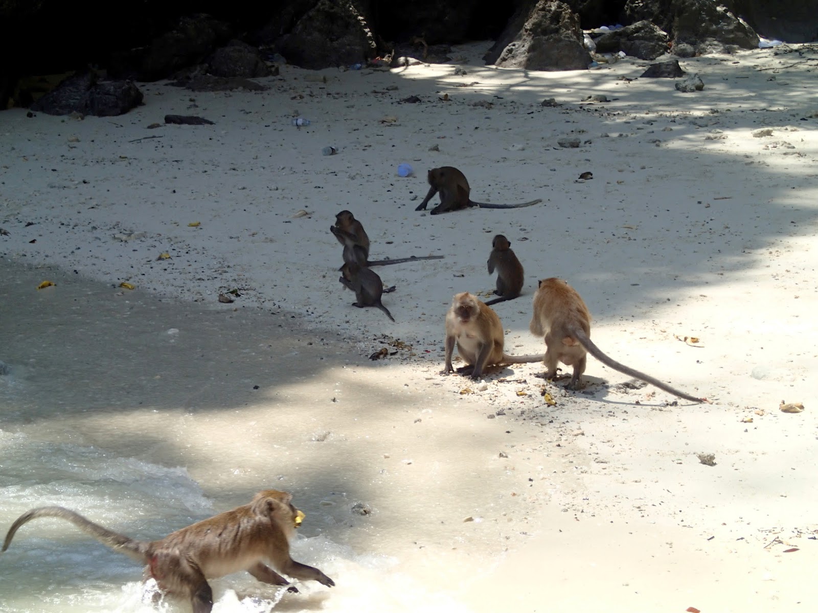 Red Queen Tales: Monkey Beach, Thailand