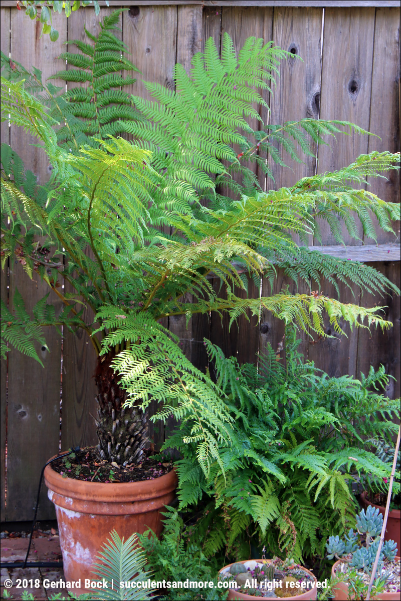 Around the world on 6,000 sq.ft.: Brian's miniature botanical garden