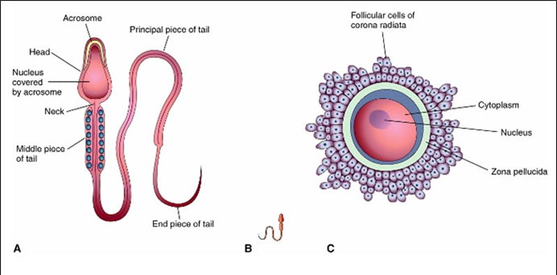 A Biologia da Célula: Gametogênese
