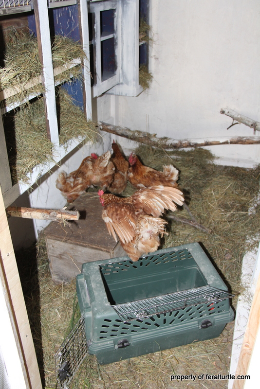 The Feral Turtle: KFC Chicken Spa-Hotel