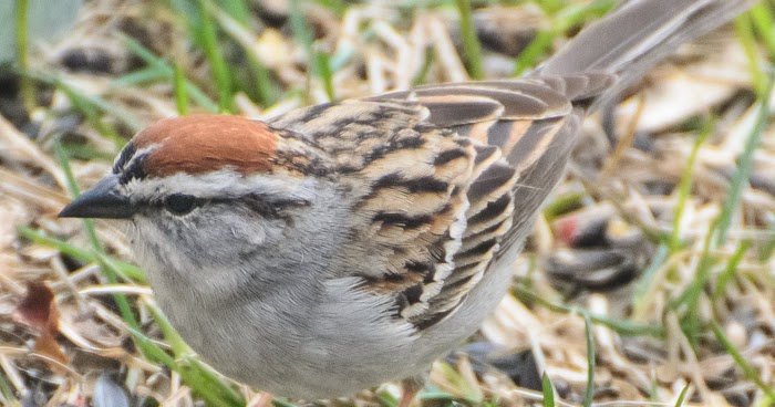 Prairie Nature: Chipping Sparrow: May Backyard Sparrows, Regina, SK (1)