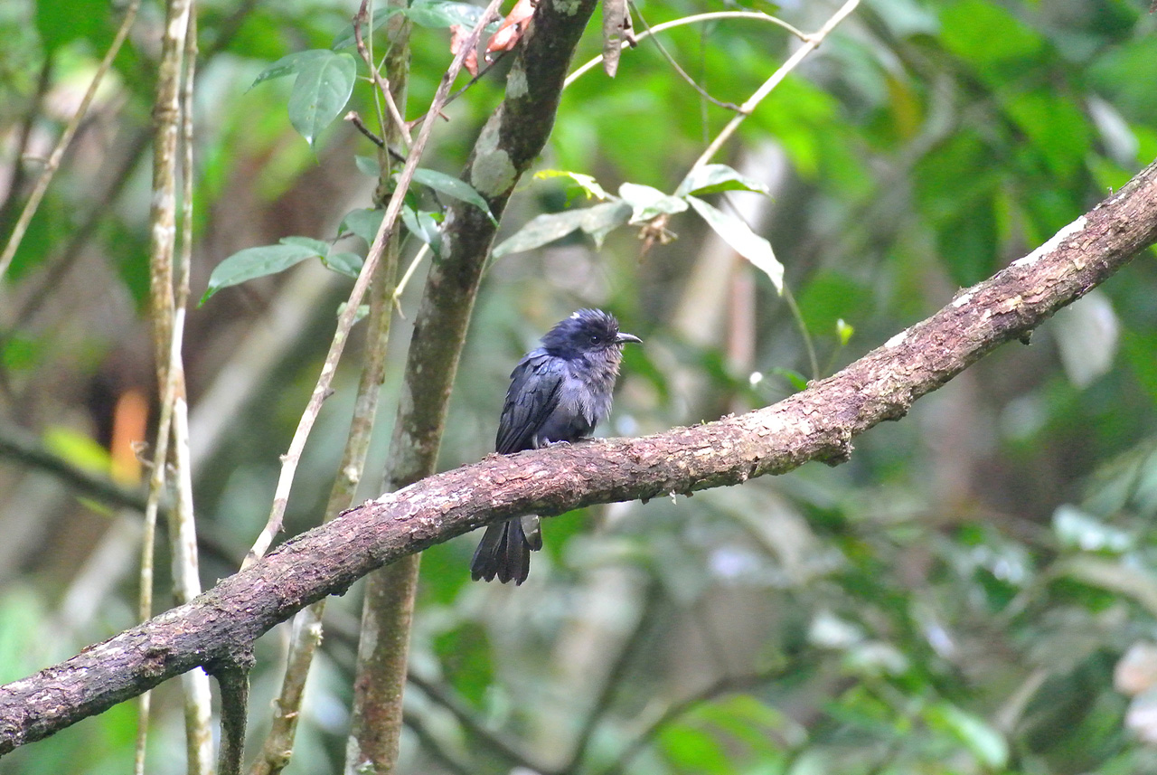 Hulu Langat Birding August 2017 | Nikon1 for Birds and Wildlife