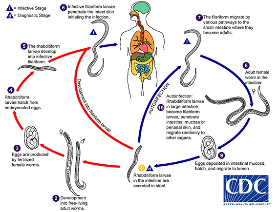 Lecture Notes in Medical Technology: Lecture #2: THE INTESTINAL NEMATODES