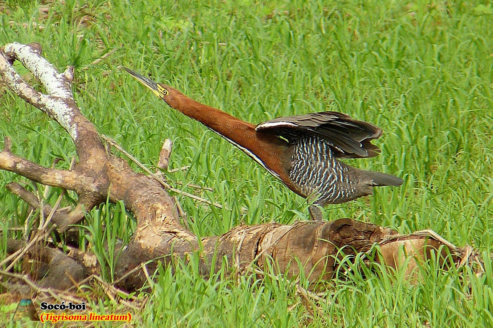 ORNITOLOGIA: Socó-boi (Tigrisoma lineatum)