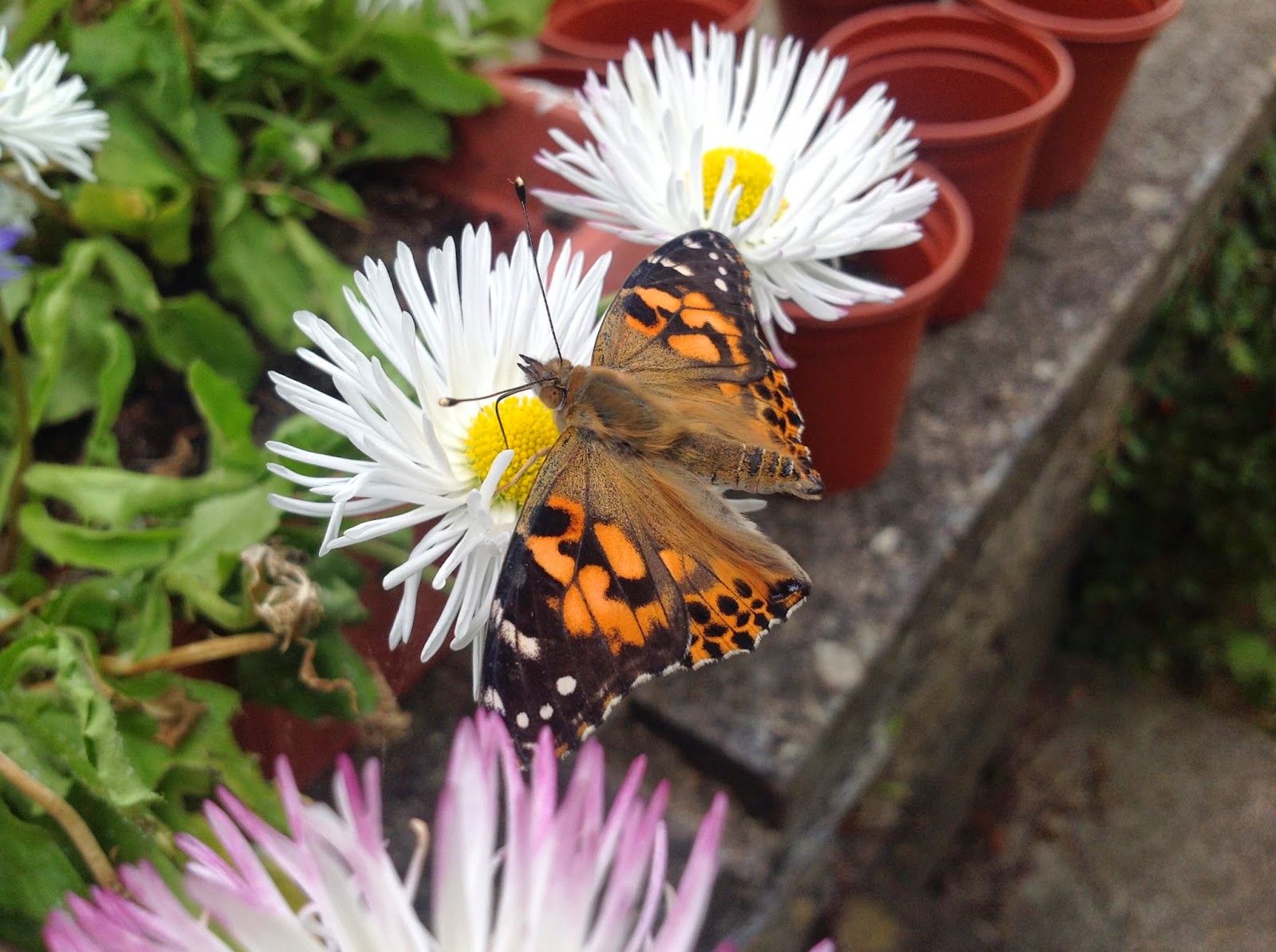 Butterfly Pi and the Great Escape