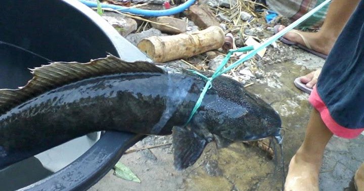 Lele Jumbo Asli Jombang