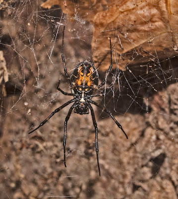 BunyipCo: A Night At Sugarworld