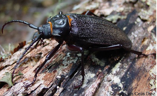 especies chilenas: La Madre de la Culebra (Acanthinodera cummingi)