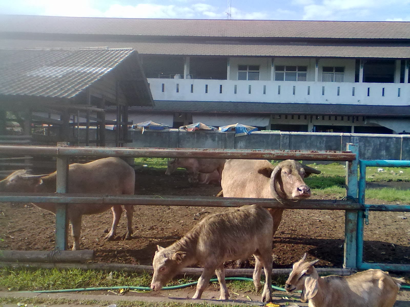 ALKID Alun-Alun Kidul | Mus Jono Blog