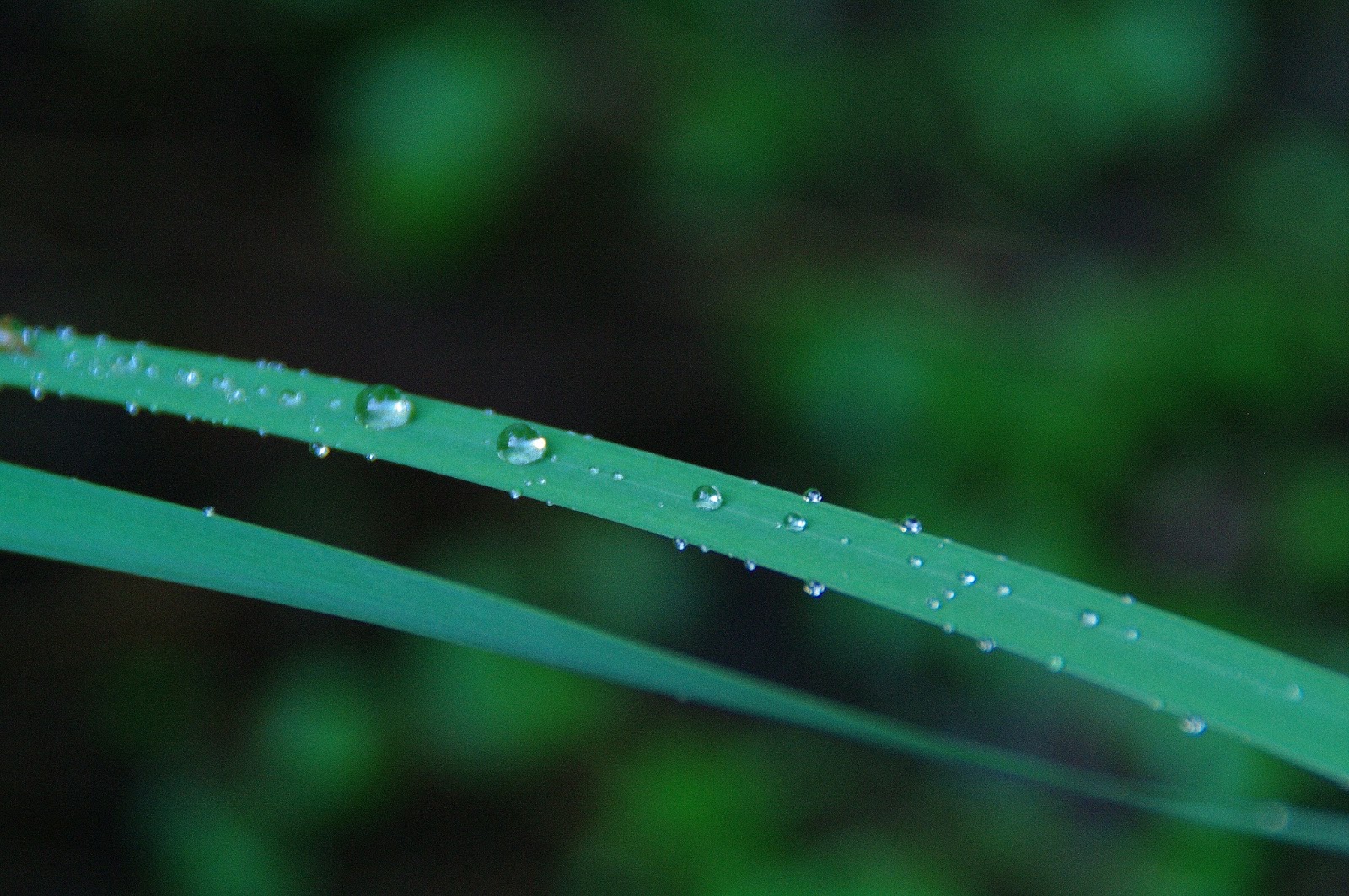 Raindrops