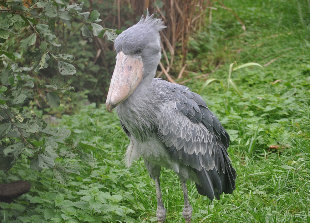 ZOOTOGRAFIANDO (6.100 ANIMALS): PICOZAPATO / SHOEBILL (Balaeniceps rex)