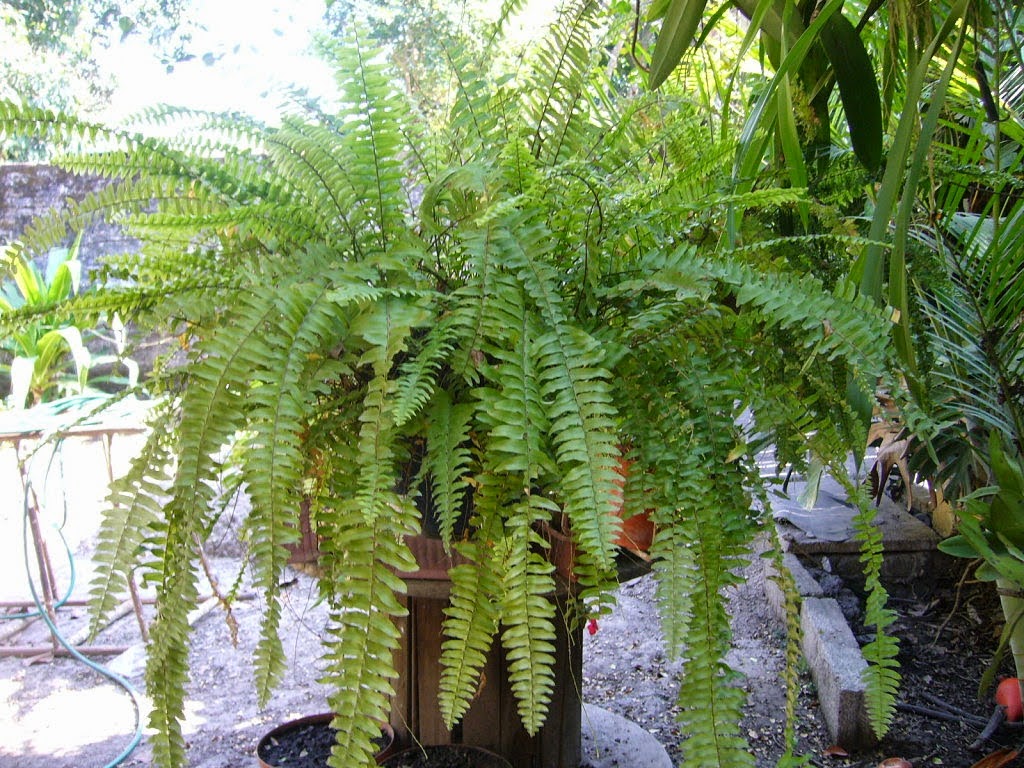 Los Reinos: Las Traqueofitas