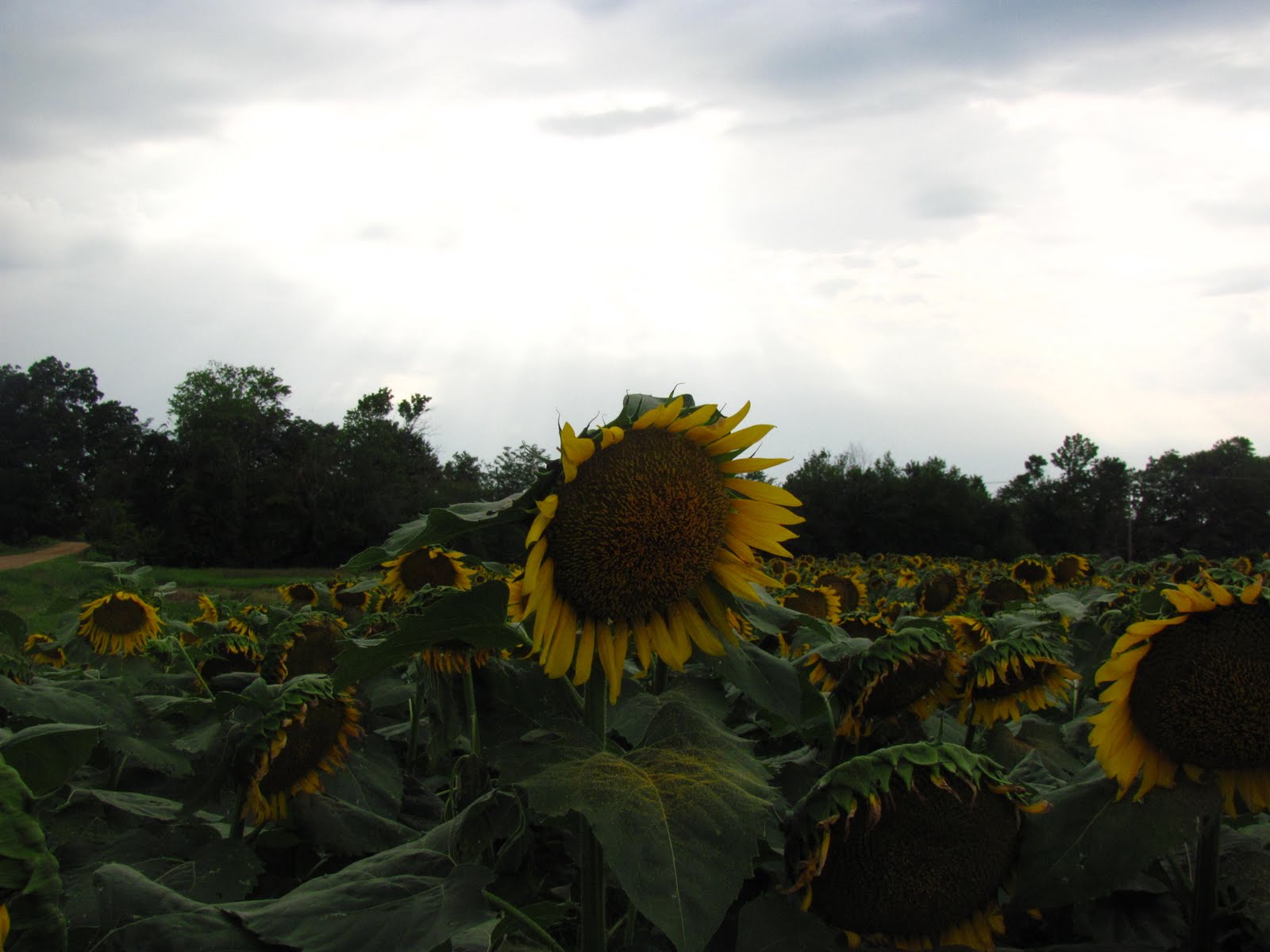 Dean and Becky's Hummer Adventures: Panther Swamp National Wildlife ...