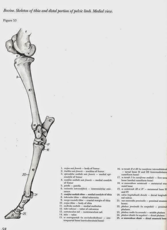 cara pemeliharaan sapi perah Traditional FGD - Diary Ternak