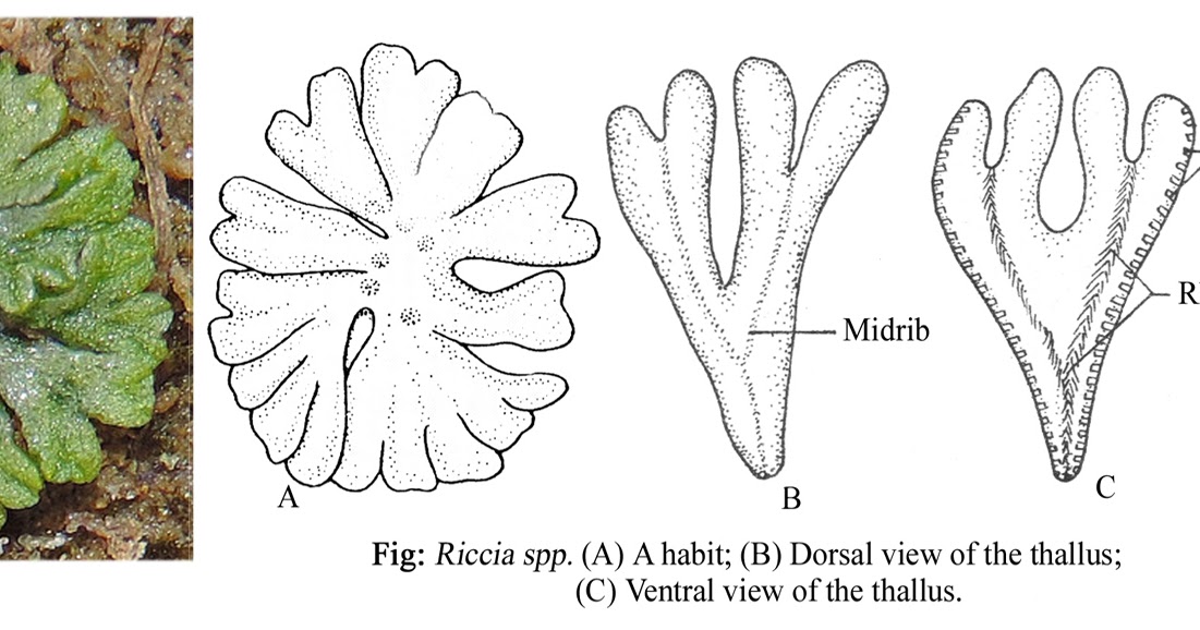 RICCIA - CLASSIFICATION, STRUCTURE OF THE GAMETOPHYTE, REPRODUCTION ...